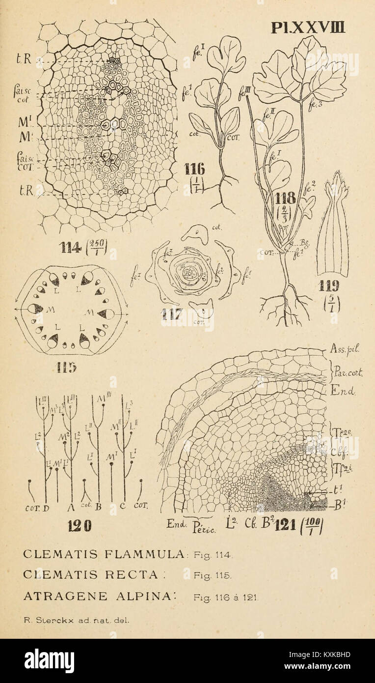 This image shows the archives of the Botanical Institute of the ...