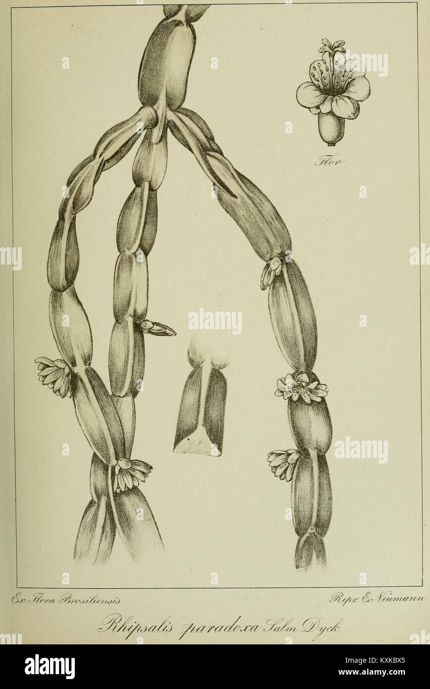 This plate from the Archives of the Rio de Janeiro Botanical Garden ...