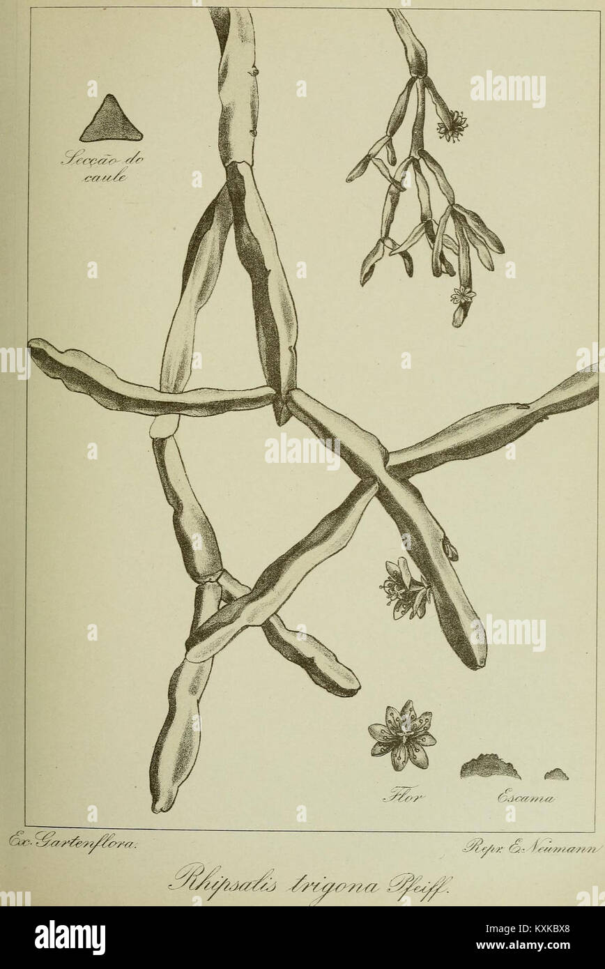 Botanical education archive hi-res stock photography and images - Alamy