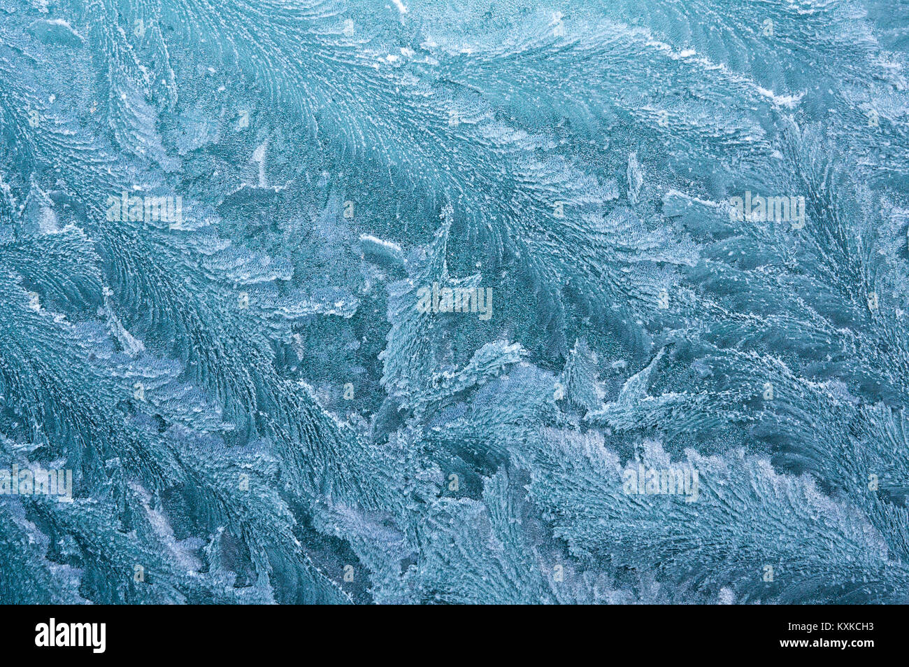 Iceflowers, frozen.The ice-cold frost forms ice crystals in beautiful ...