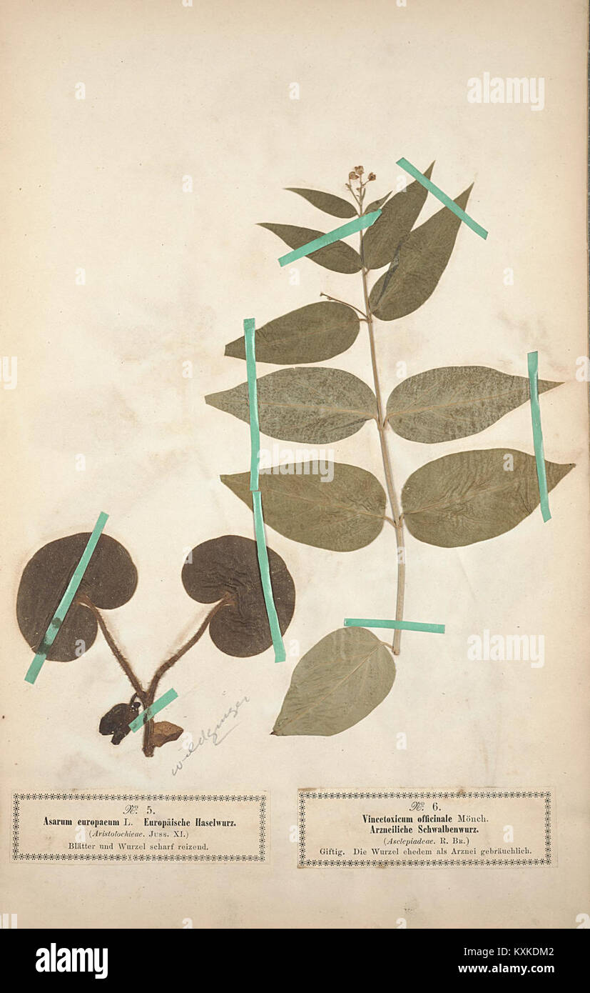 This botanical publication focuses on medicinal and poisonous plants ...