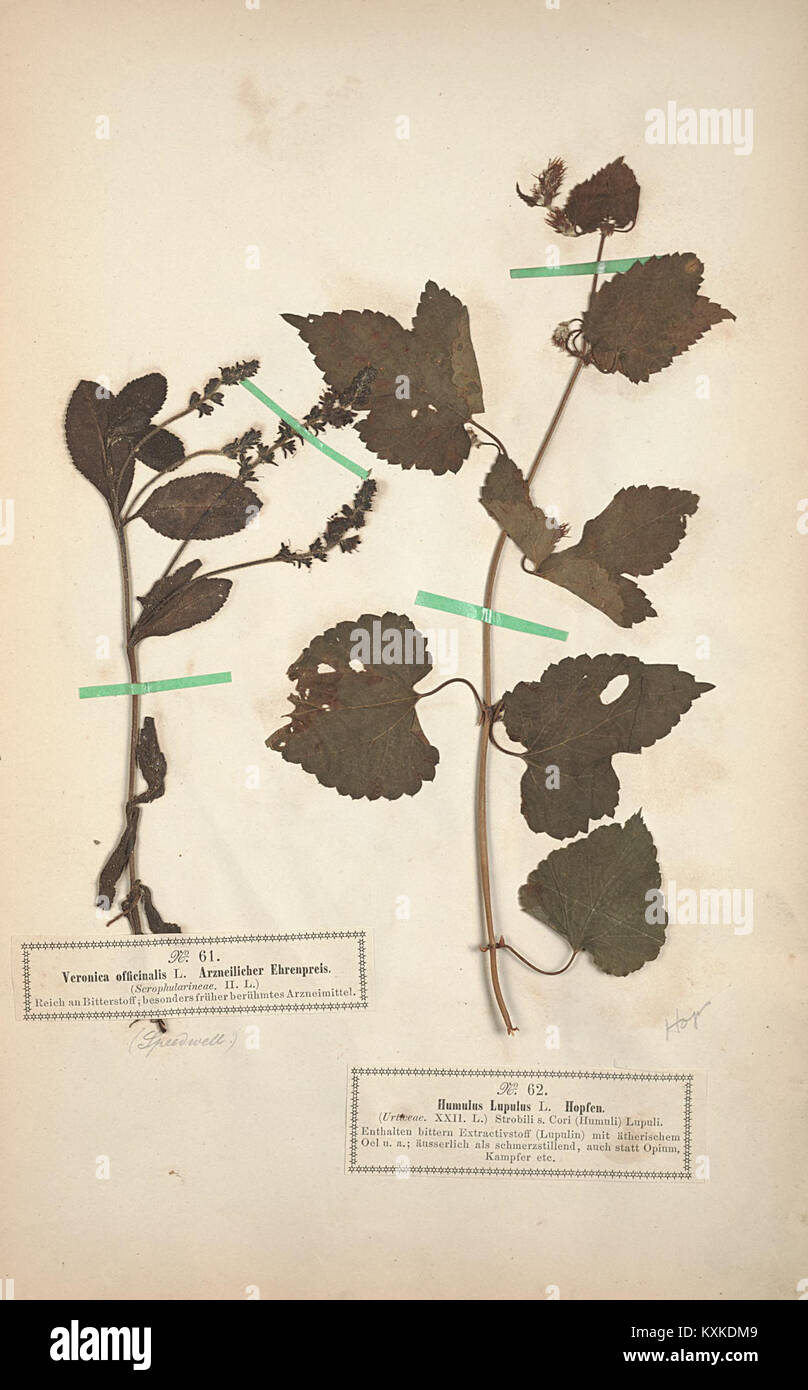 Pages 61-62 of Arznei- und Giftgewächse describe medicinal and ...