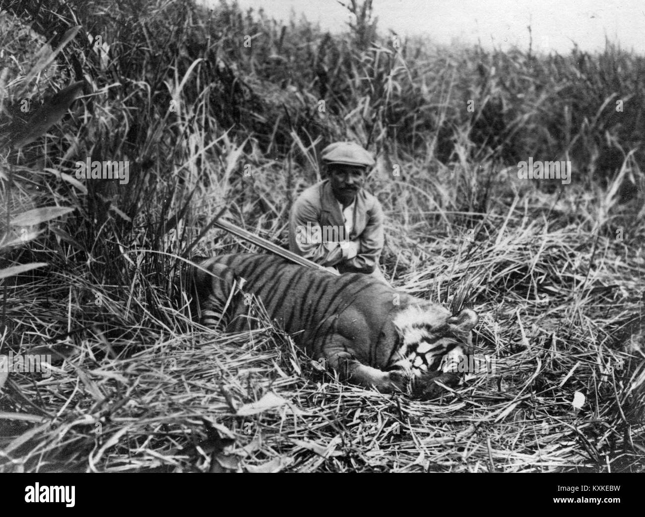This photograph shows a Bengal tiger shot in the Assam region of India ...