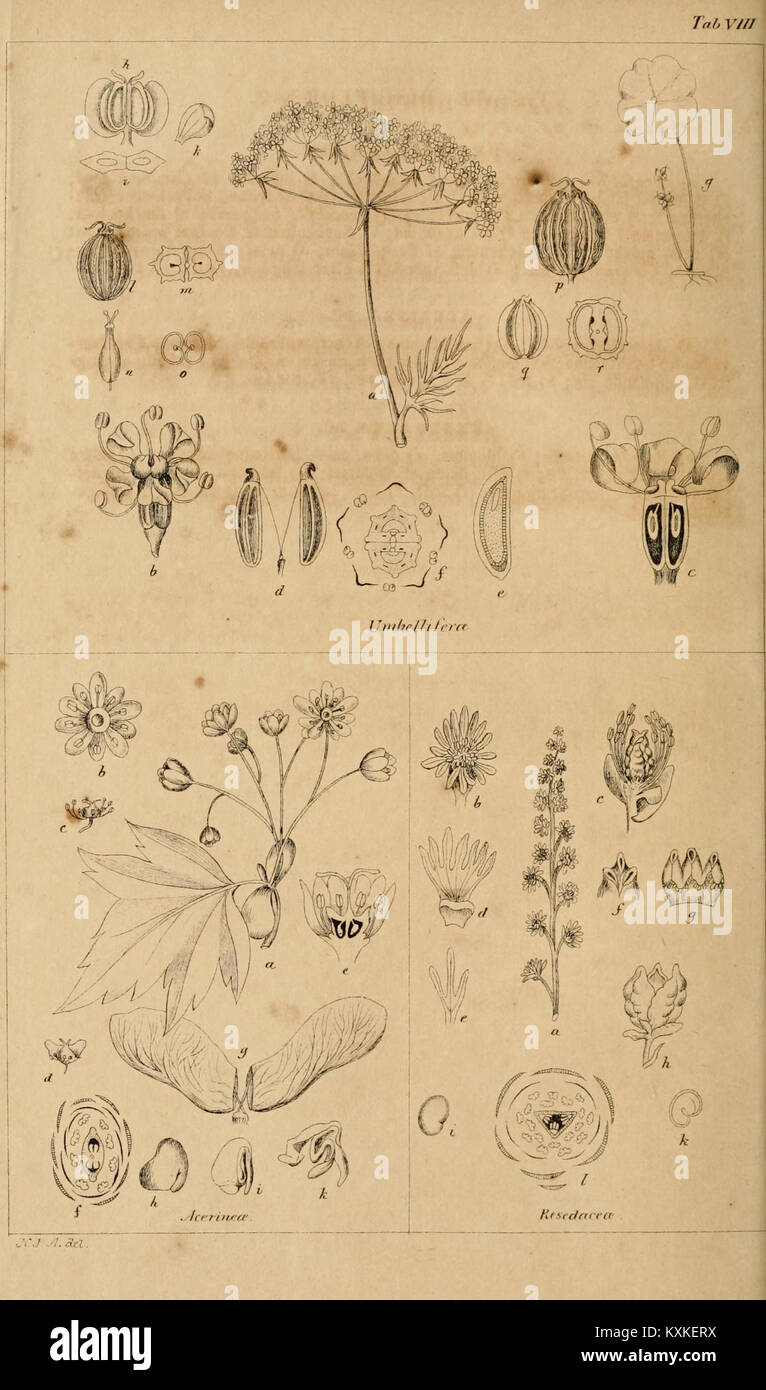 A botanical illustration from the 'Atlas of the Scandinavian Flora ...