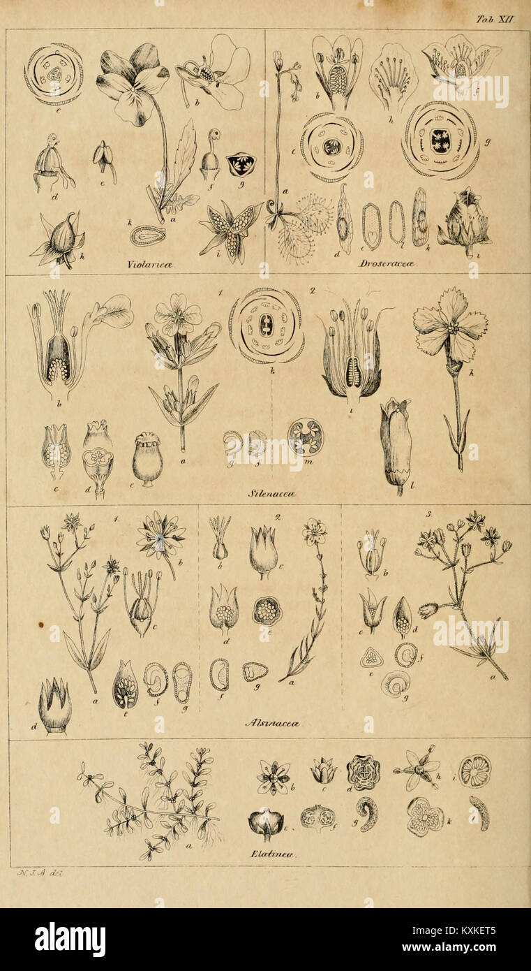 Botanical work documenting natural families of Scandinavian flora ...