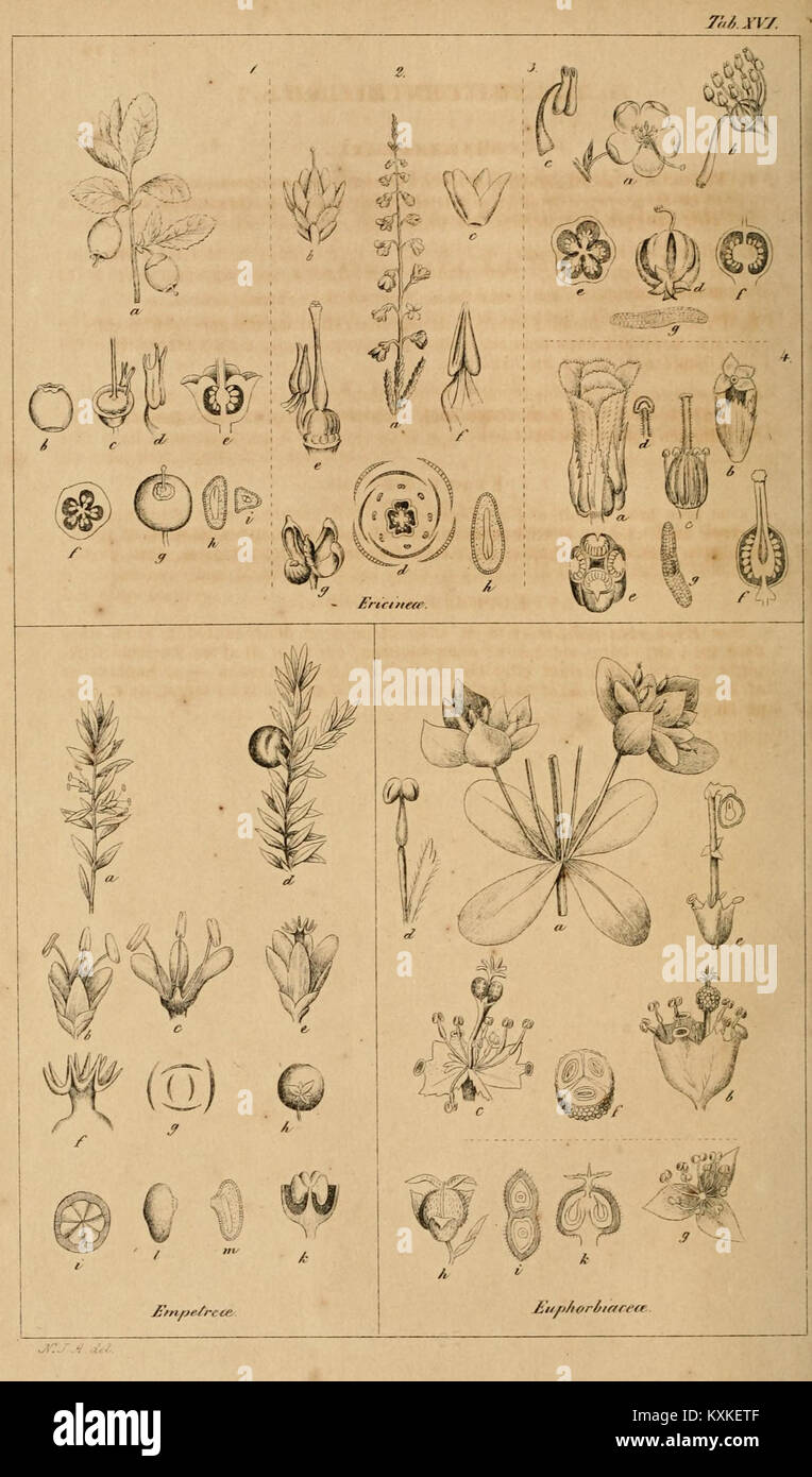 An atlas of the Scandinavian flora illustrating natural plant families ...