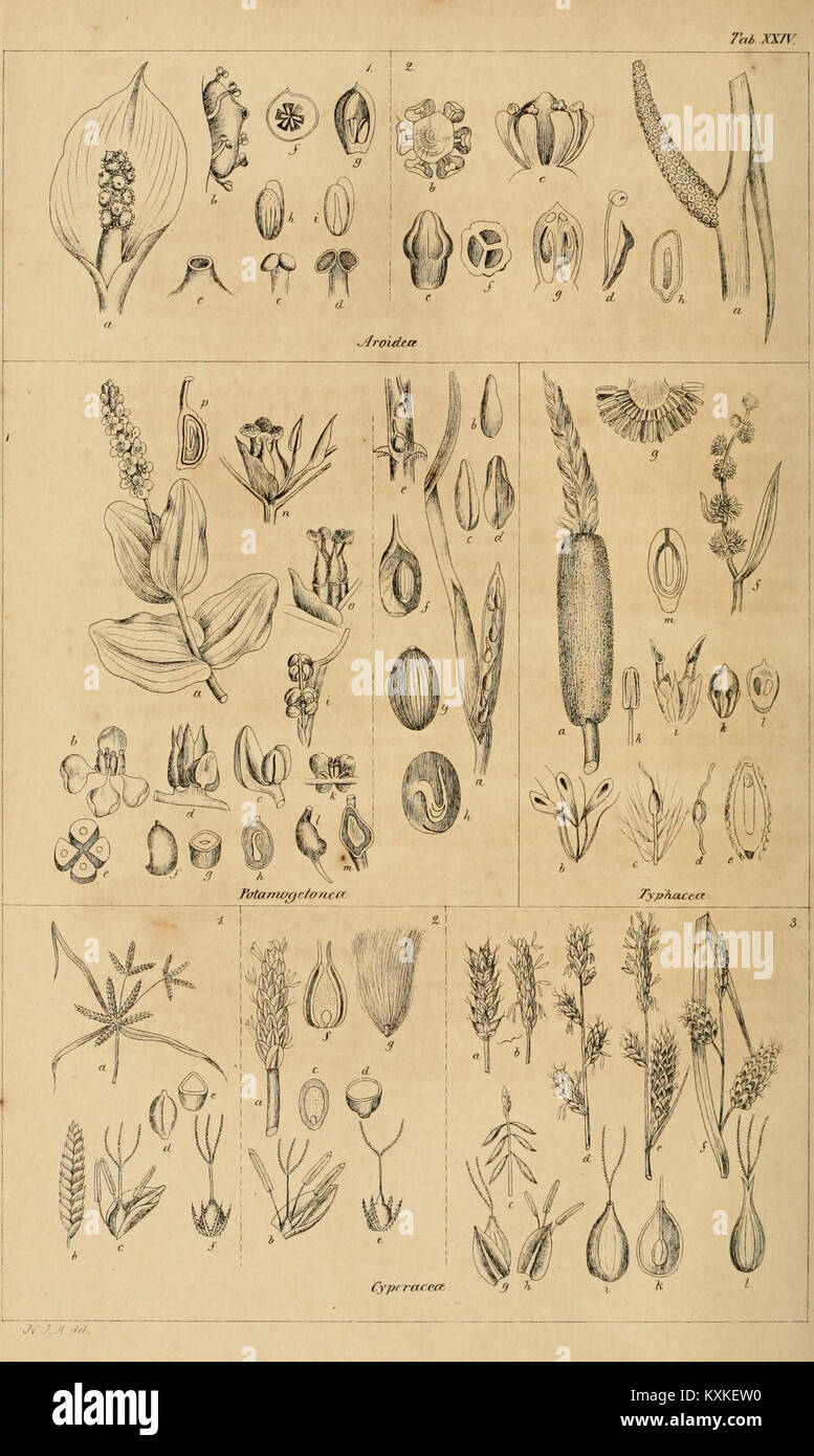 This atlas of Scandinavian flora outlines the natural families of ...