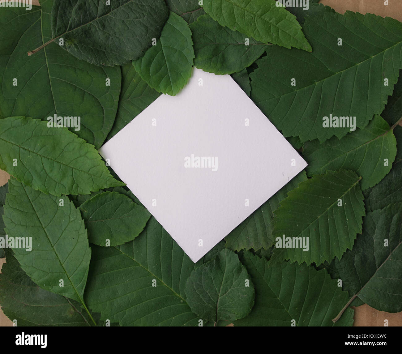 Background of green leaves with a paper Stock Photo - Alamy