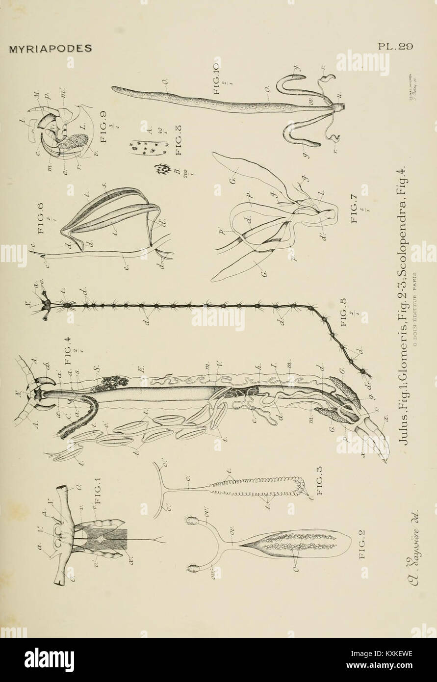 This comparative anatomy atlas focuses on invertebrates, presenting ...
