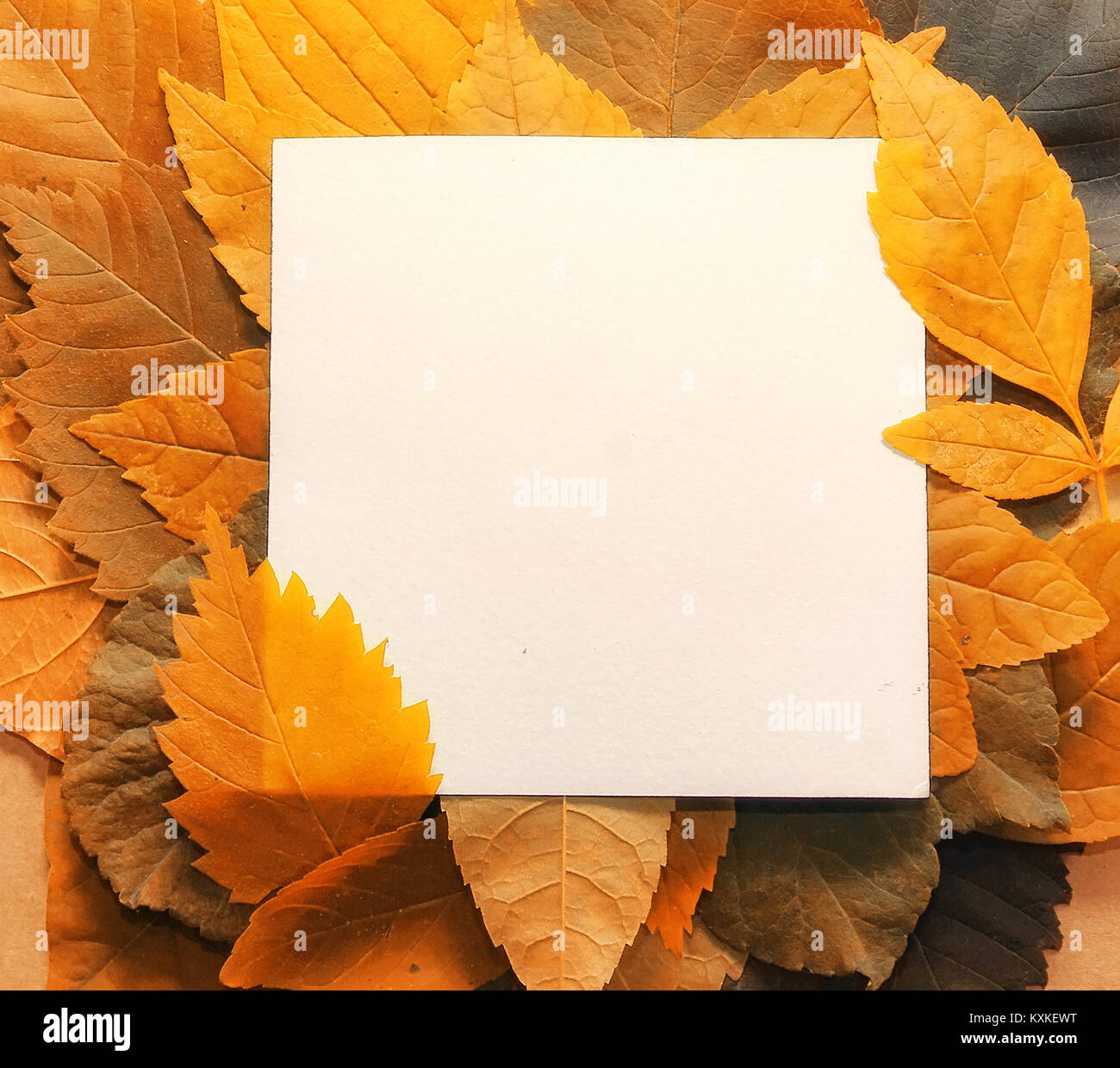 Background of yellow leaves with a paper form Stock Photo - Alamy