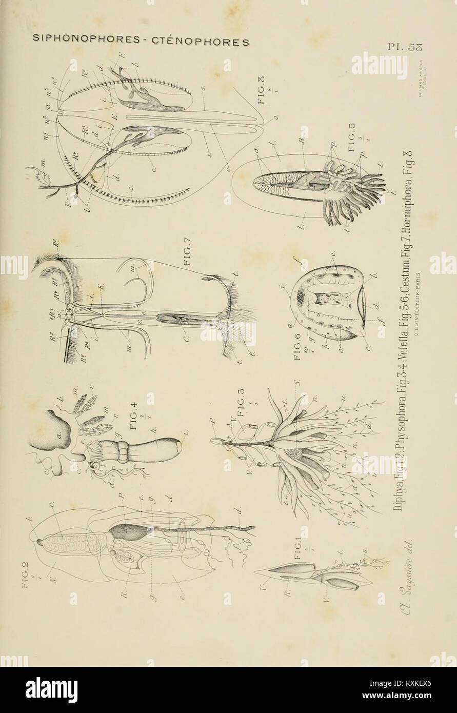 The comparative anatomy atlas of invertebrates, documenting anatomical ...