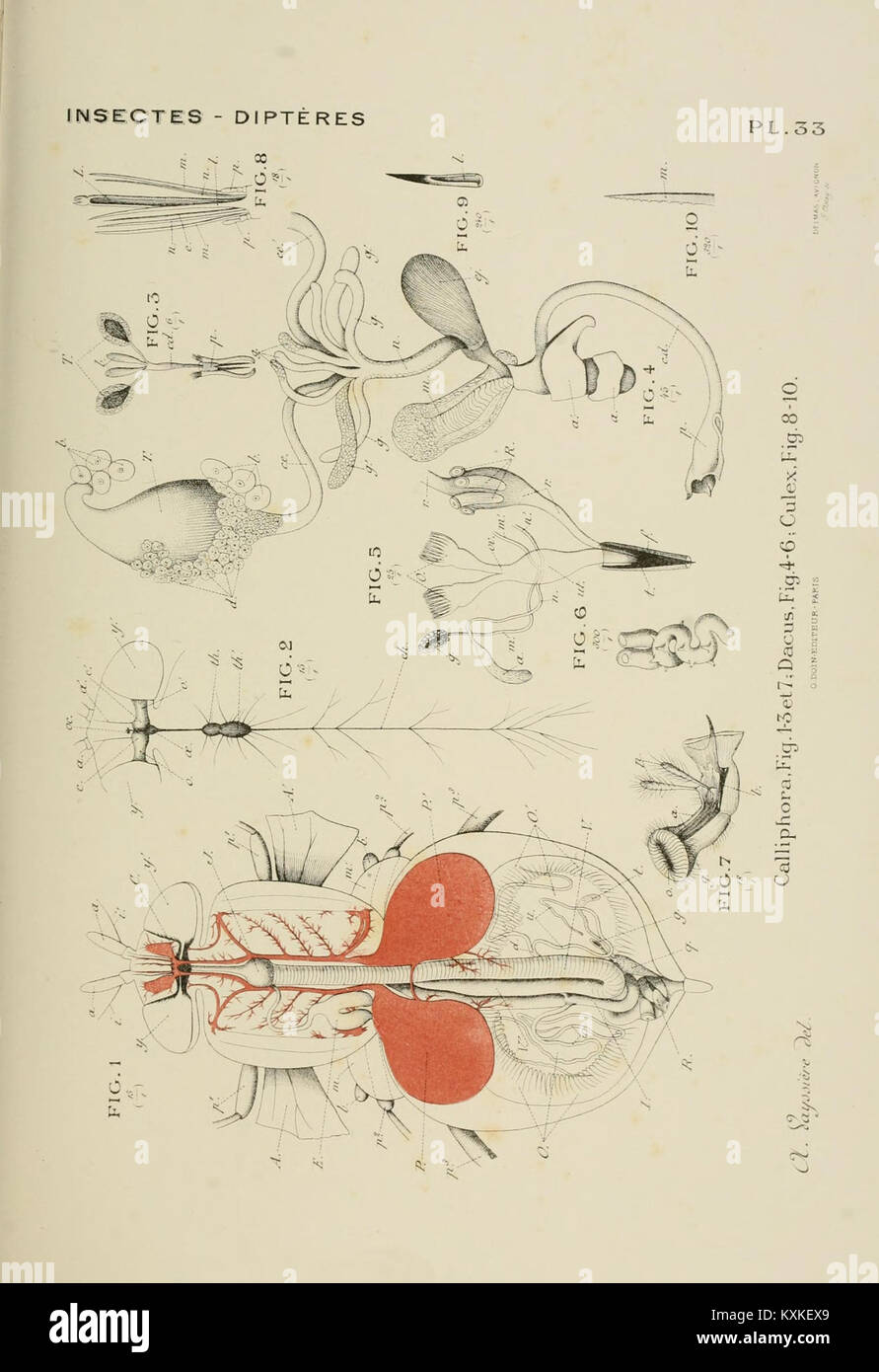 This is an atlas of comparative anatomy for invertebrates. The work ...