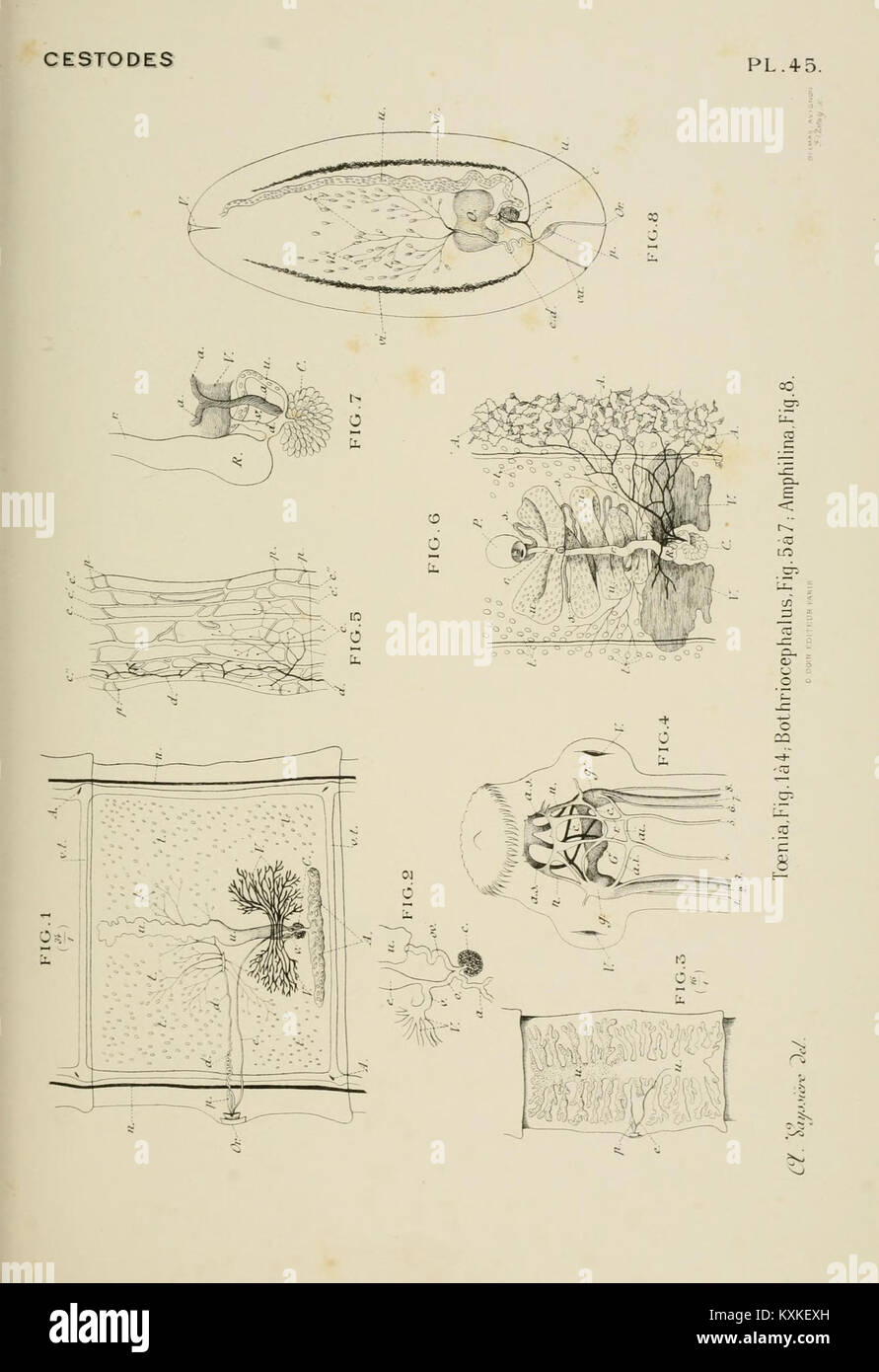 Atlas of comparative anatomy of invertebrates hi-res stock photography ...