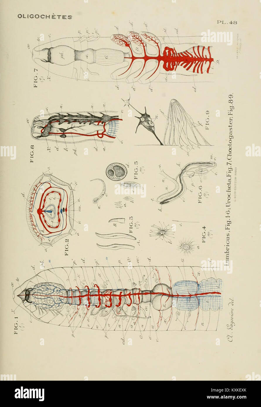 Atlas of comparative anatomy of invertebrates hi-res stock photography ...