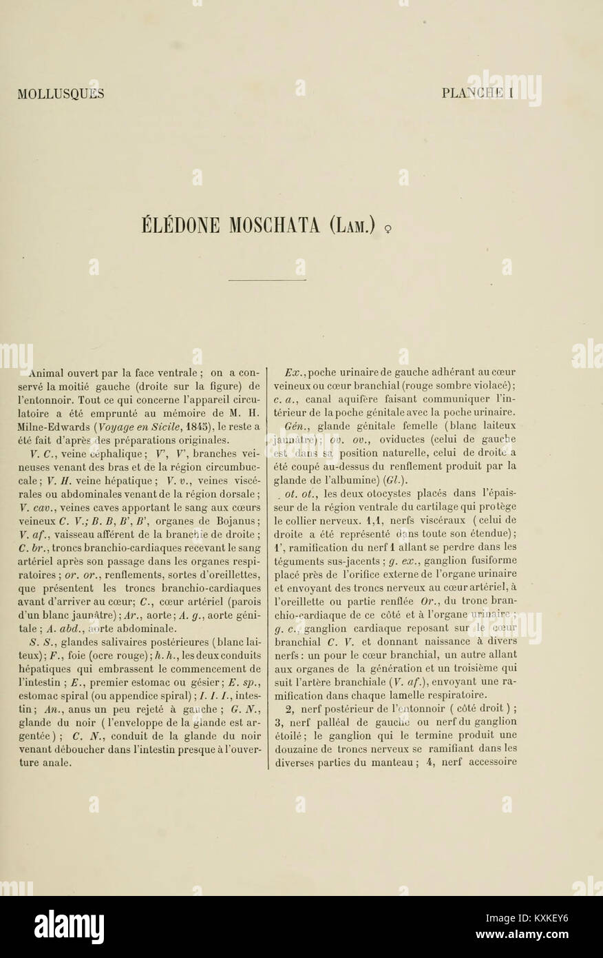 The first plate from the 'Atlas of Comparative Anatomy of Invertebrates ...