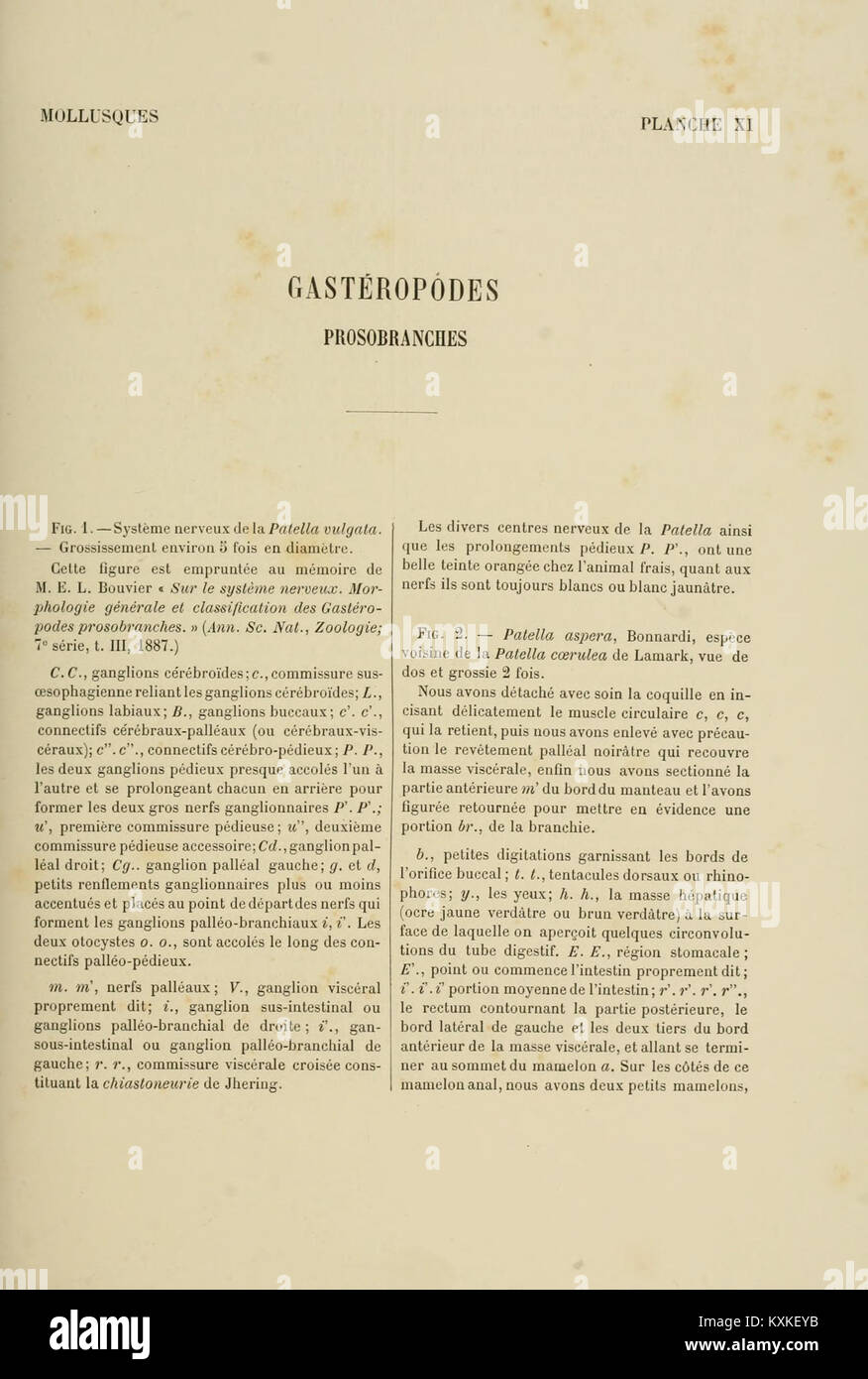Plate 11 of the 'Atlas d'anatomie comparée des invertébrés' provides ...