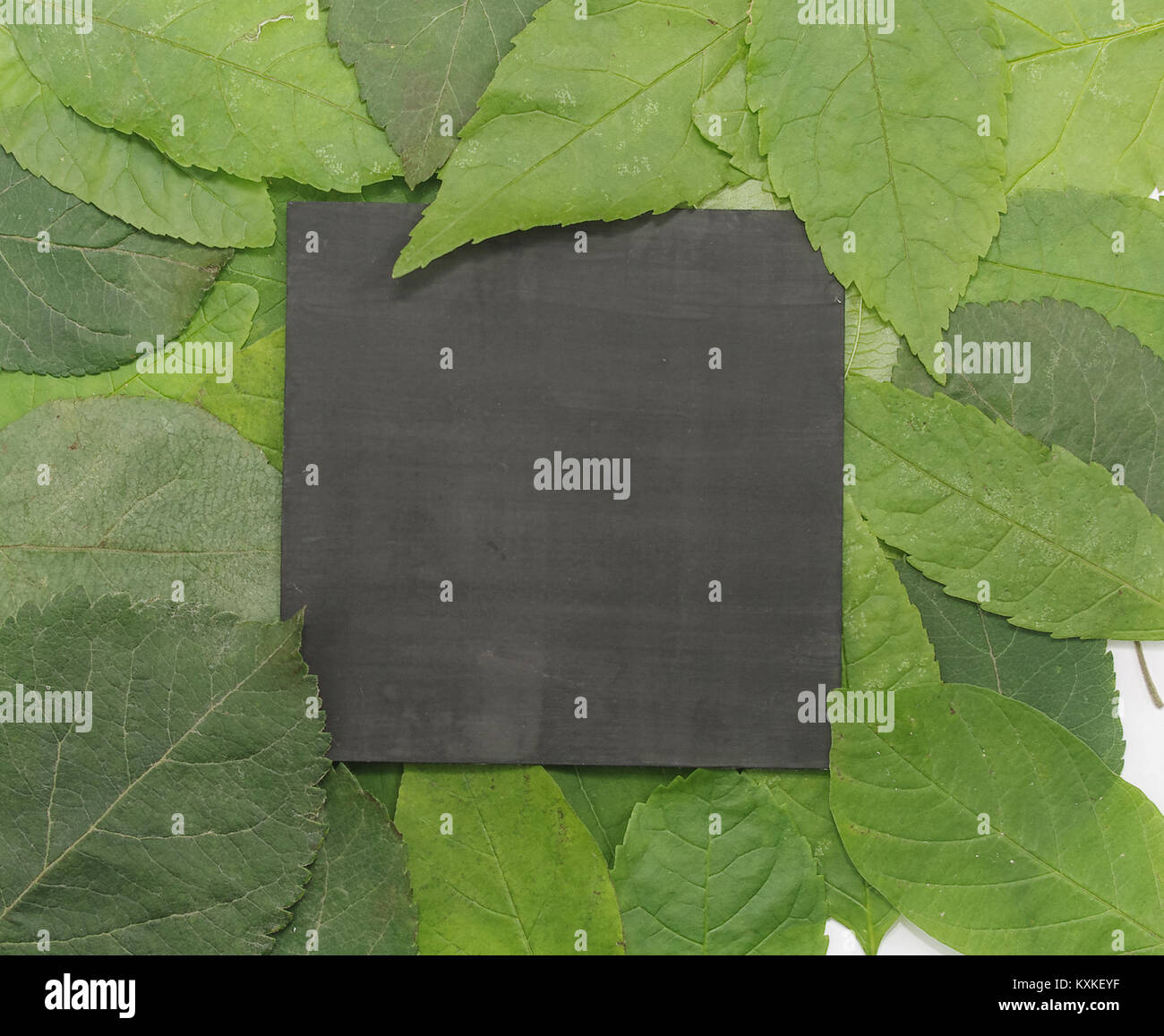 Background of green leaves with a paper Stock Photo - Alamy