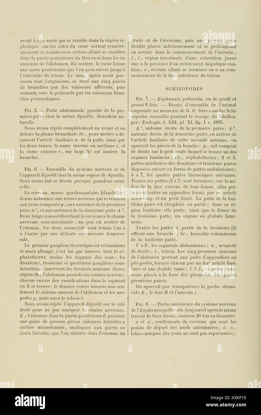 This plate from the 'Atlas of Comparative Anatomy of Invertebrates ...