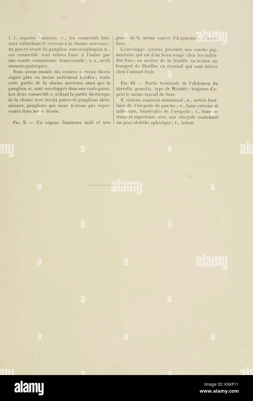 Plate 21 from the 'Atlas of Comparative Anatomy of Invertebrates ...