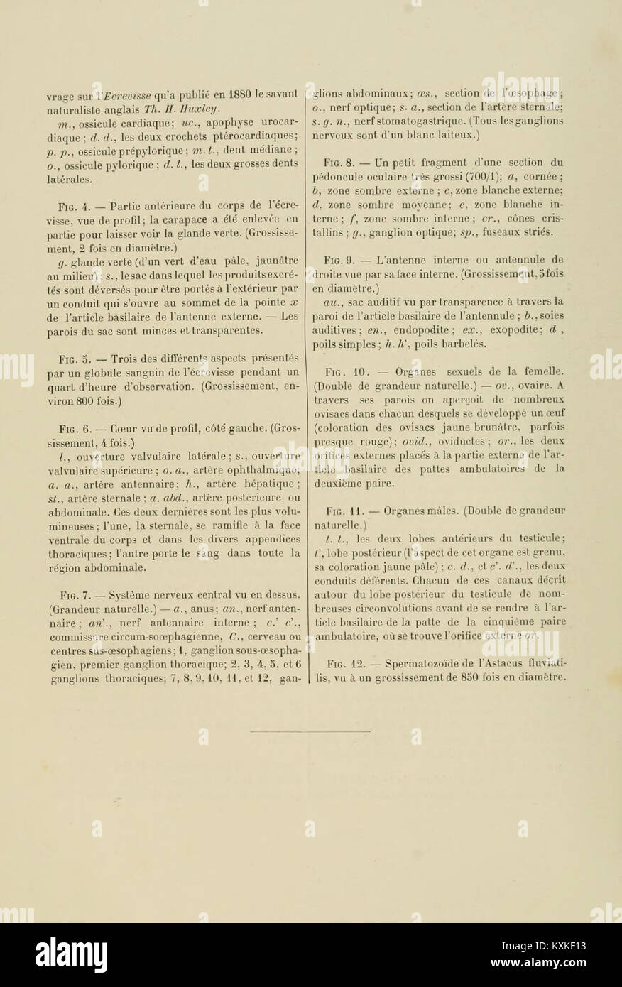 This image comes from the comparative anatomy atlas, featuring a ...