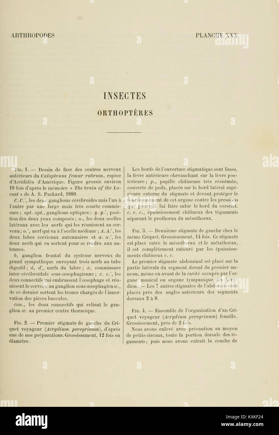 An anatomical illustration from the 'Atlas of Comparative Anatomy of ...