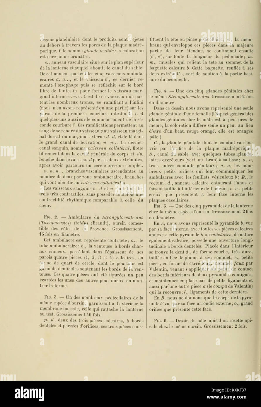 This scientific atlas provides a comparative anatomy of invertebrates ...