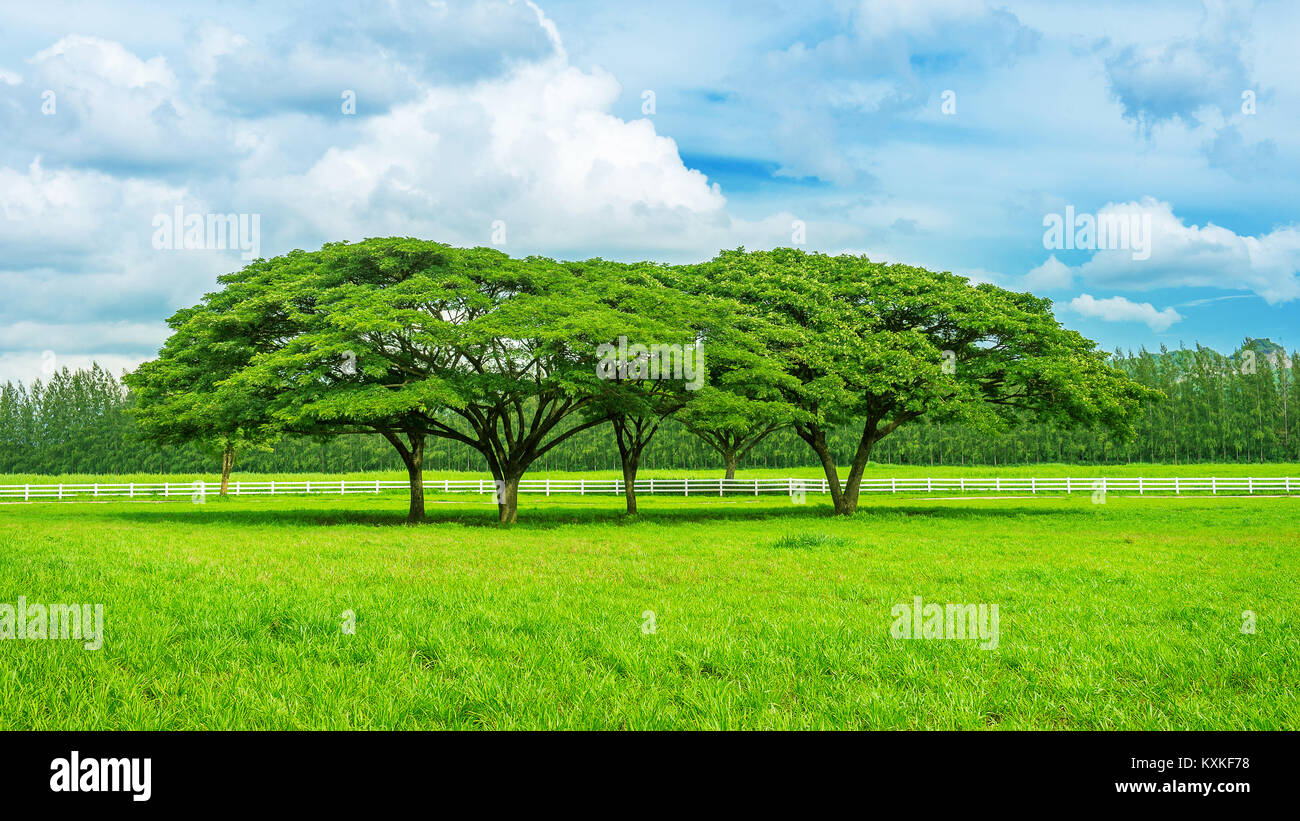 Tree in green field Stock Photo - Alamy