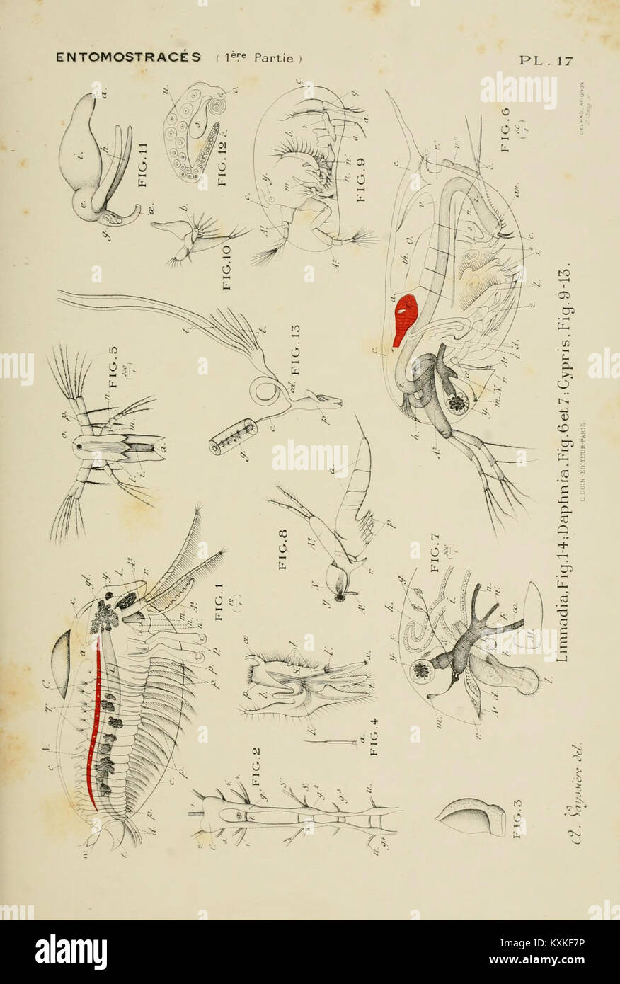 Atlas of comparative anatomy of invertebrates hi-res stock photography ...