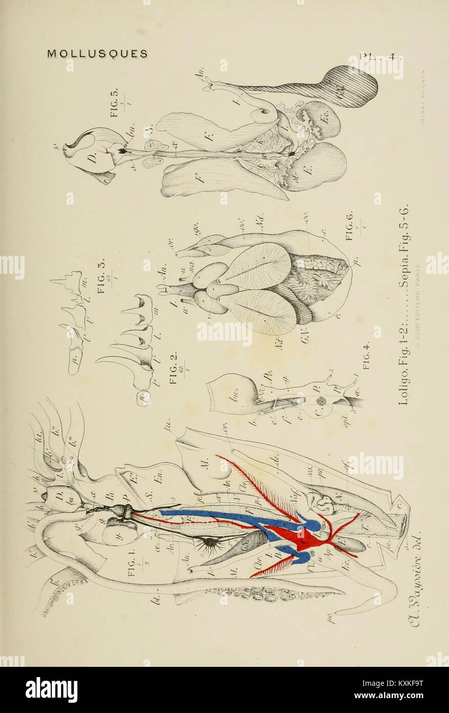 Plate 4 from the 'Atlas of Comparative Anatomy of Invertebrates ...