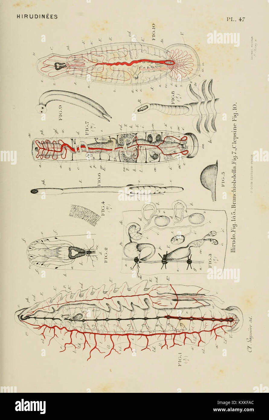 Atlas of comparative anatomy of invertebrates hi-res stock photography ...