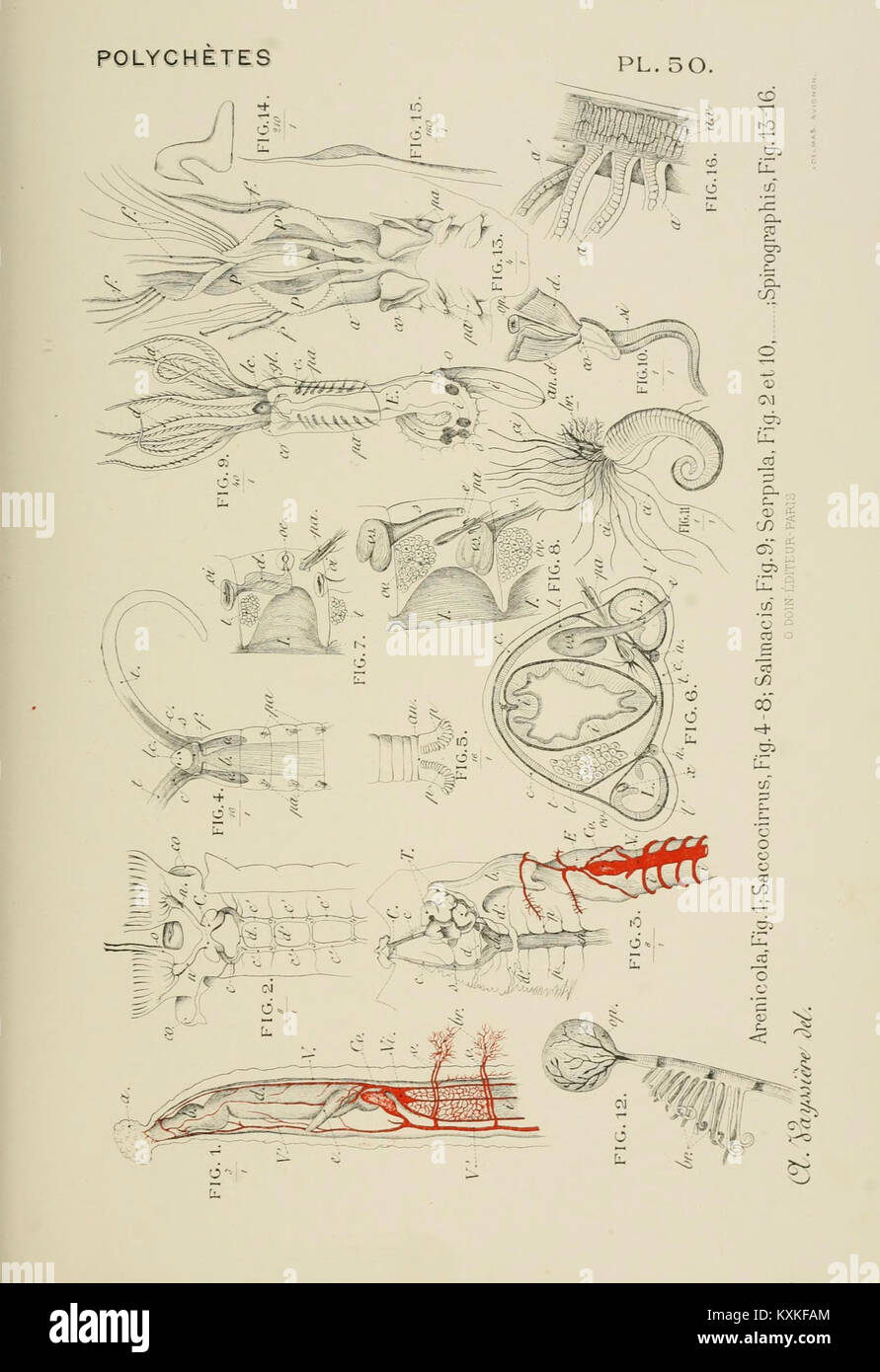 Detailed depictions of various anatomical structures hi-res stock ...