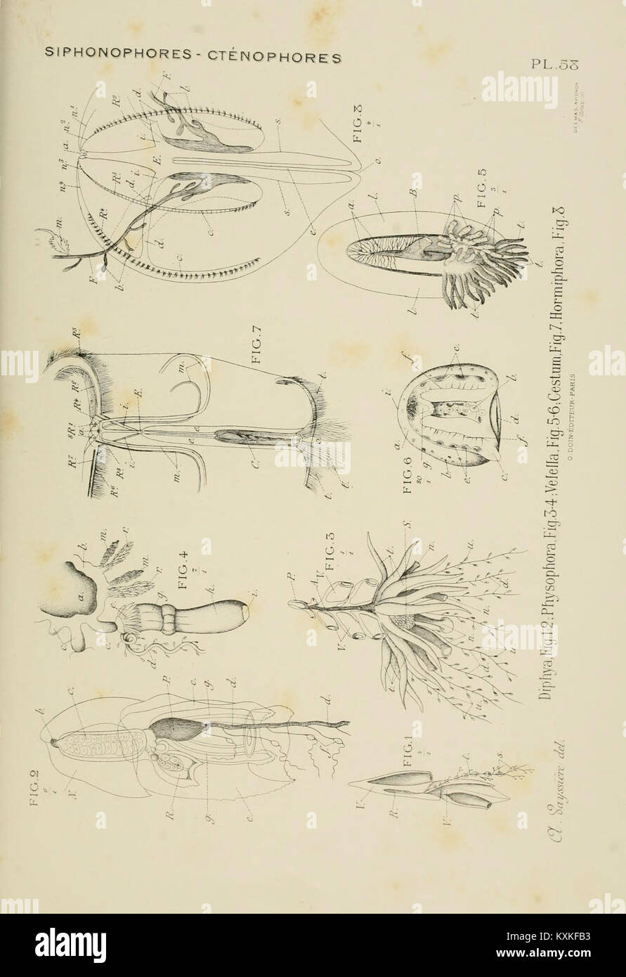 This plate from the 'Atlas of Comparative Anatomy of Invertebrates ...