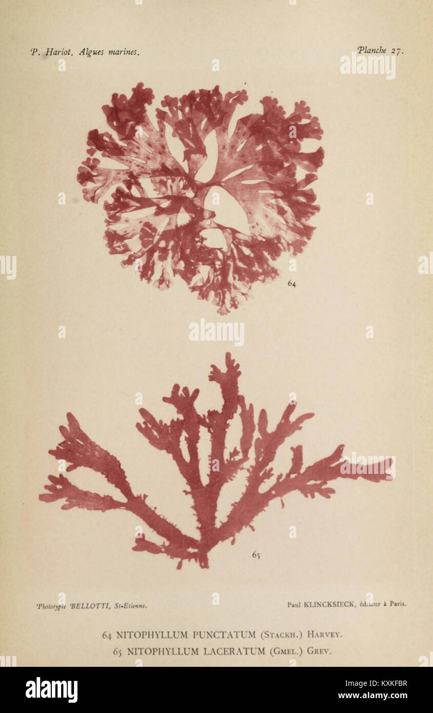 This atlas shows common marine algae along French coasts, illustrating ...