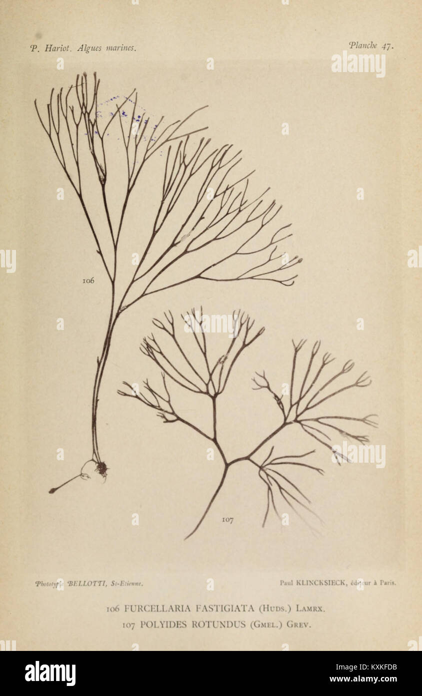 Atlas_page hi-res stock photography and images - Alamy