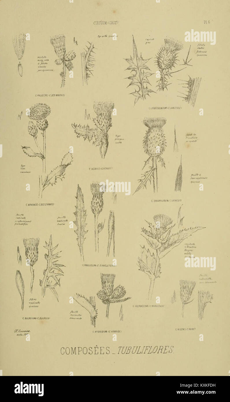 Roman plants hi-res stock photography and images - Alamy