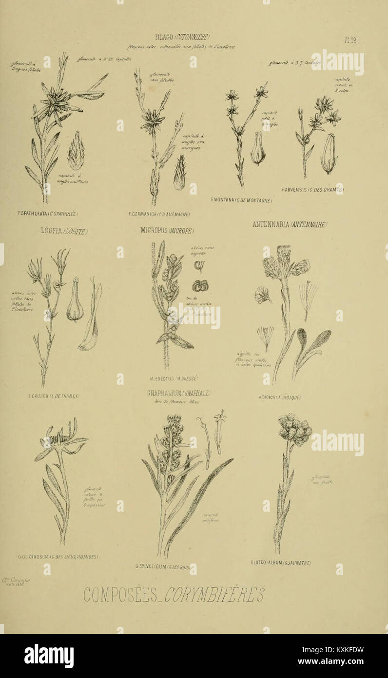 The atlas examines plants from Parisian and Roman floras, detailing ...