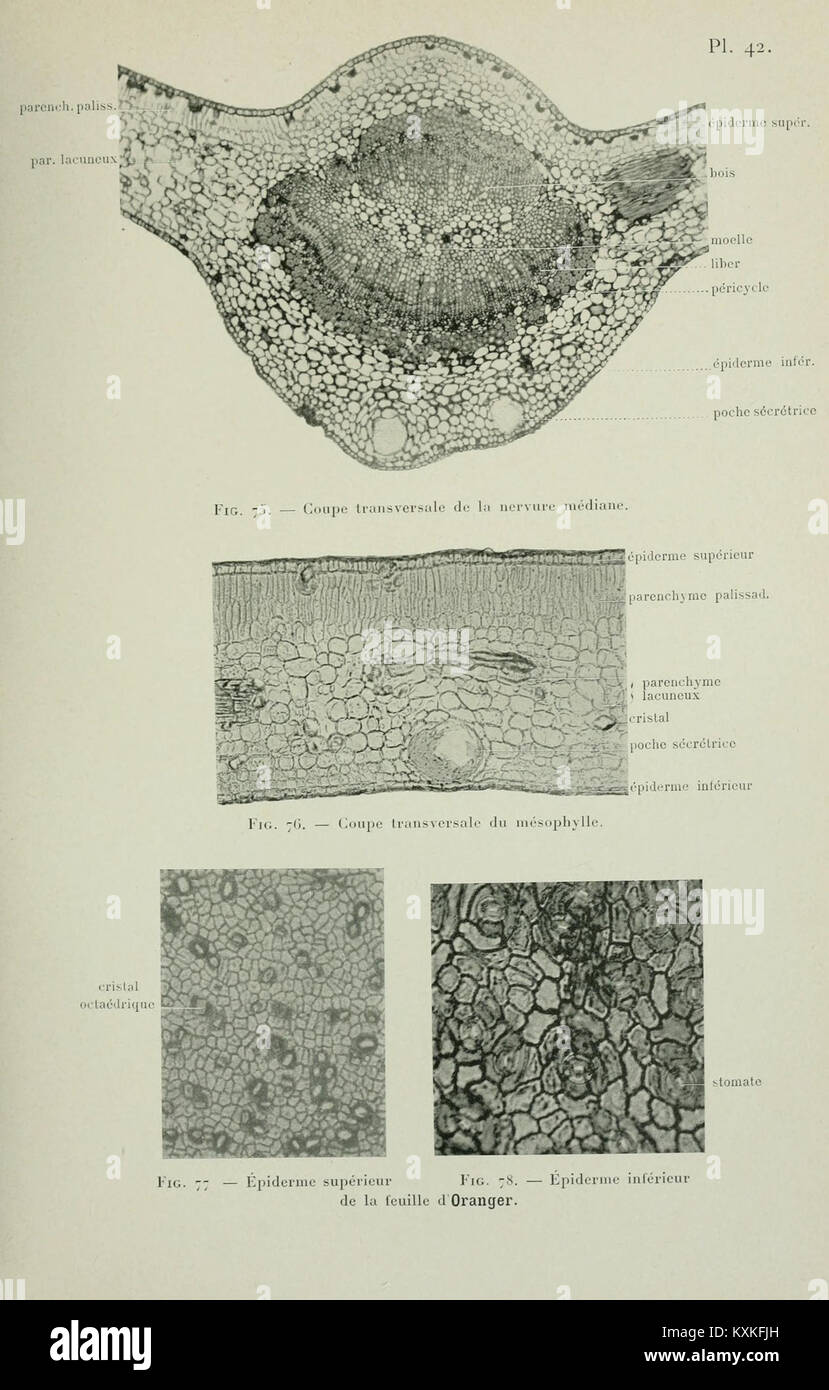 Plant microstructure hi-res stock photography and images - Alamy