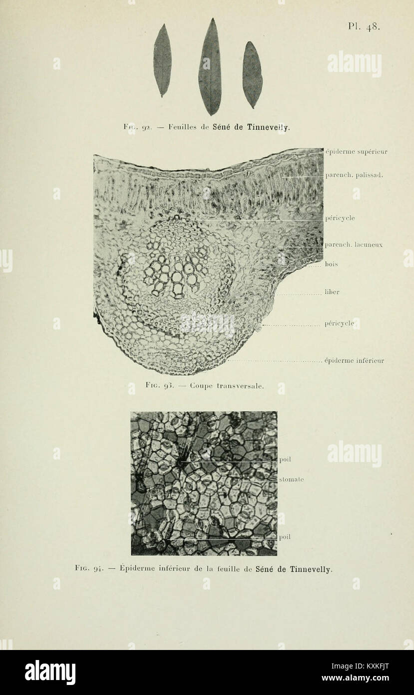 Specific plant structures hi-res stock photography and images - Alamy