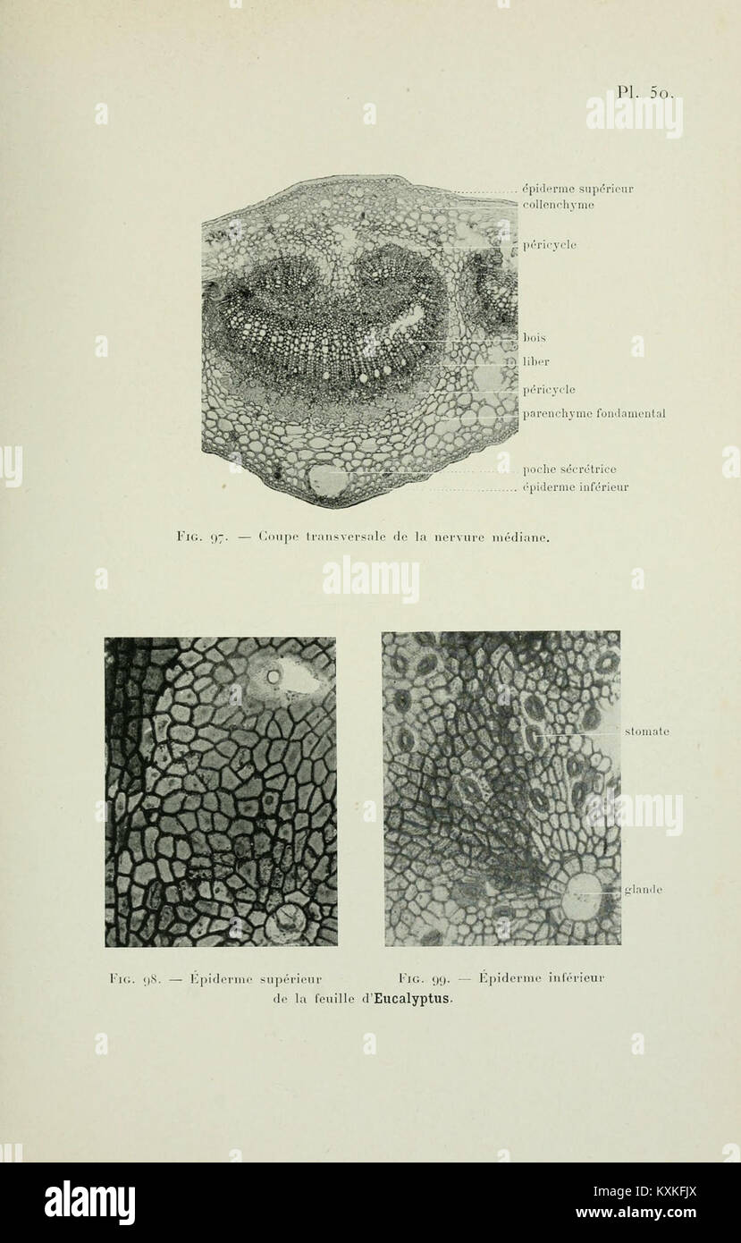Plants detailed anatomical structures hi-res stock photography and ...