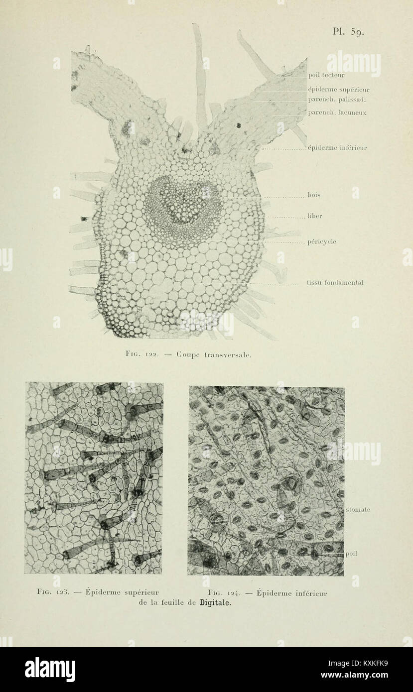 This section of the atlas shows photomicrographs of medicinal plant ...