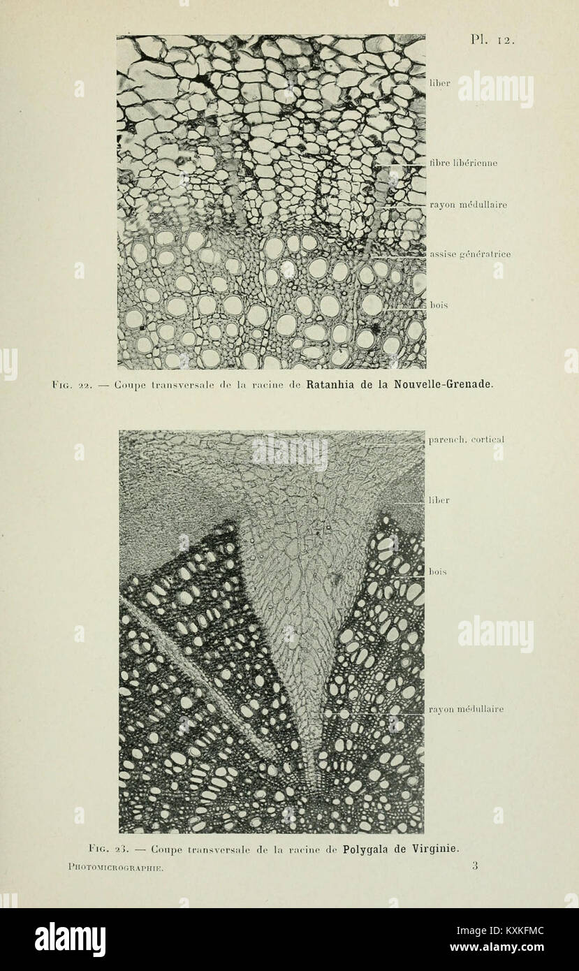 Plant cells microscopic hi-res stock photography and images - Alamy