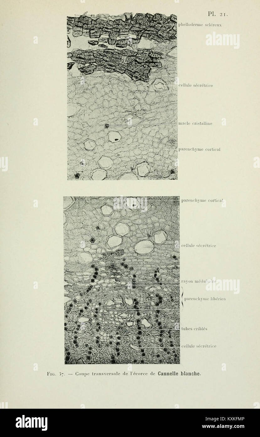Photomicrography hi-res stock photography and images - Alamy
