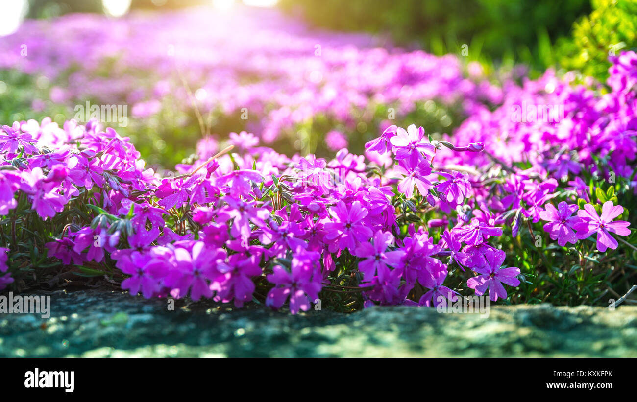 Flower with sunlight in spring. Nature background in spring Stock Photo ...