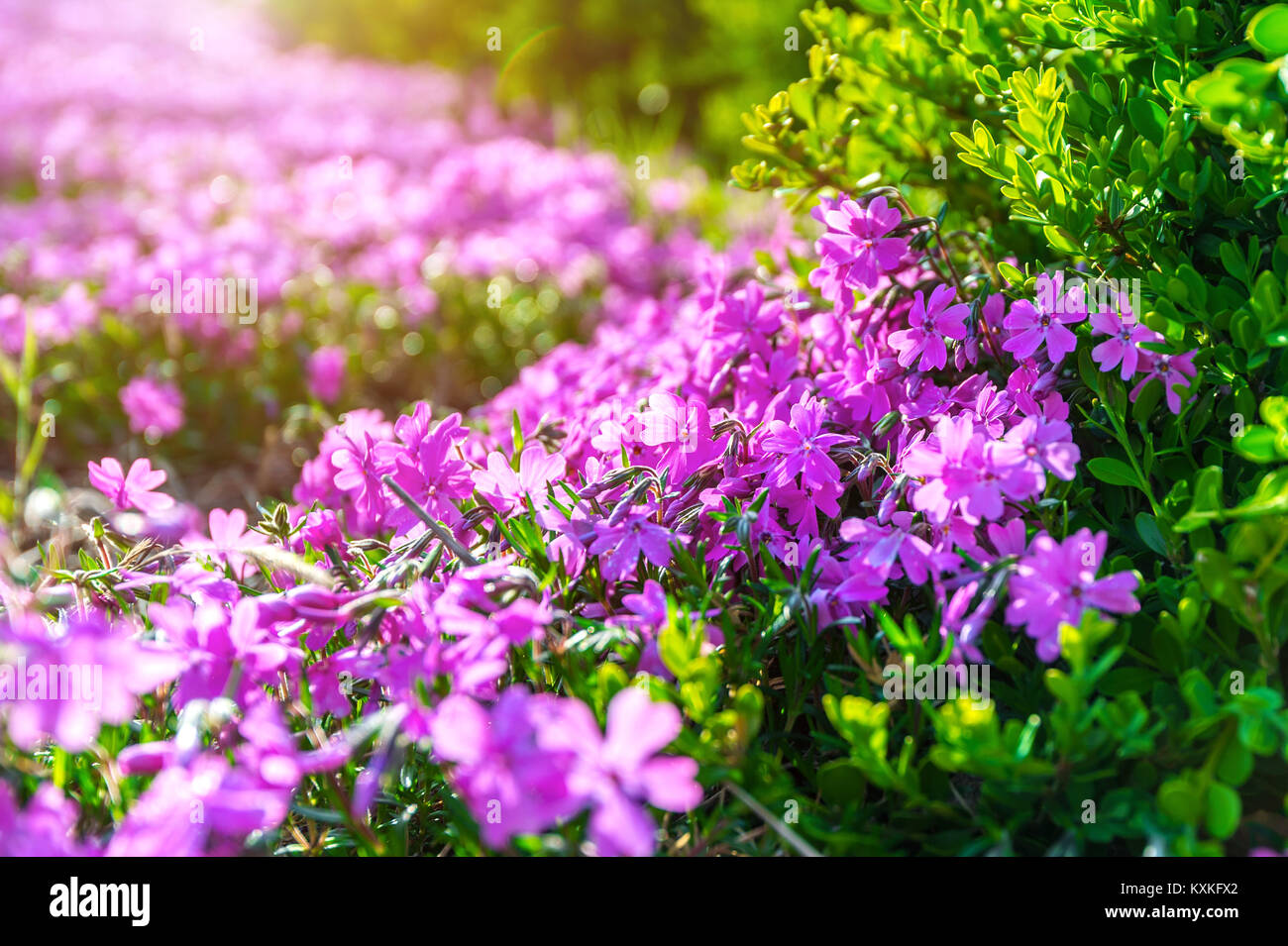 Flower with sunlight in spring. Nature background in spring Stock Photo ...