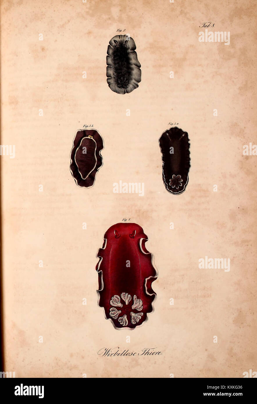 A detailed map from the Atlas documenting a journey through northern ...