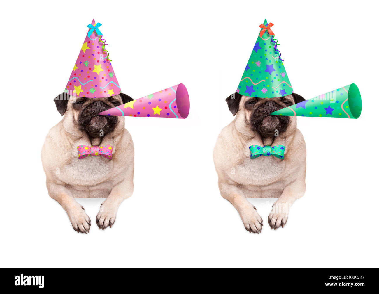 adorable pug puppy dog hanging with paws on blank banner, wearing ...