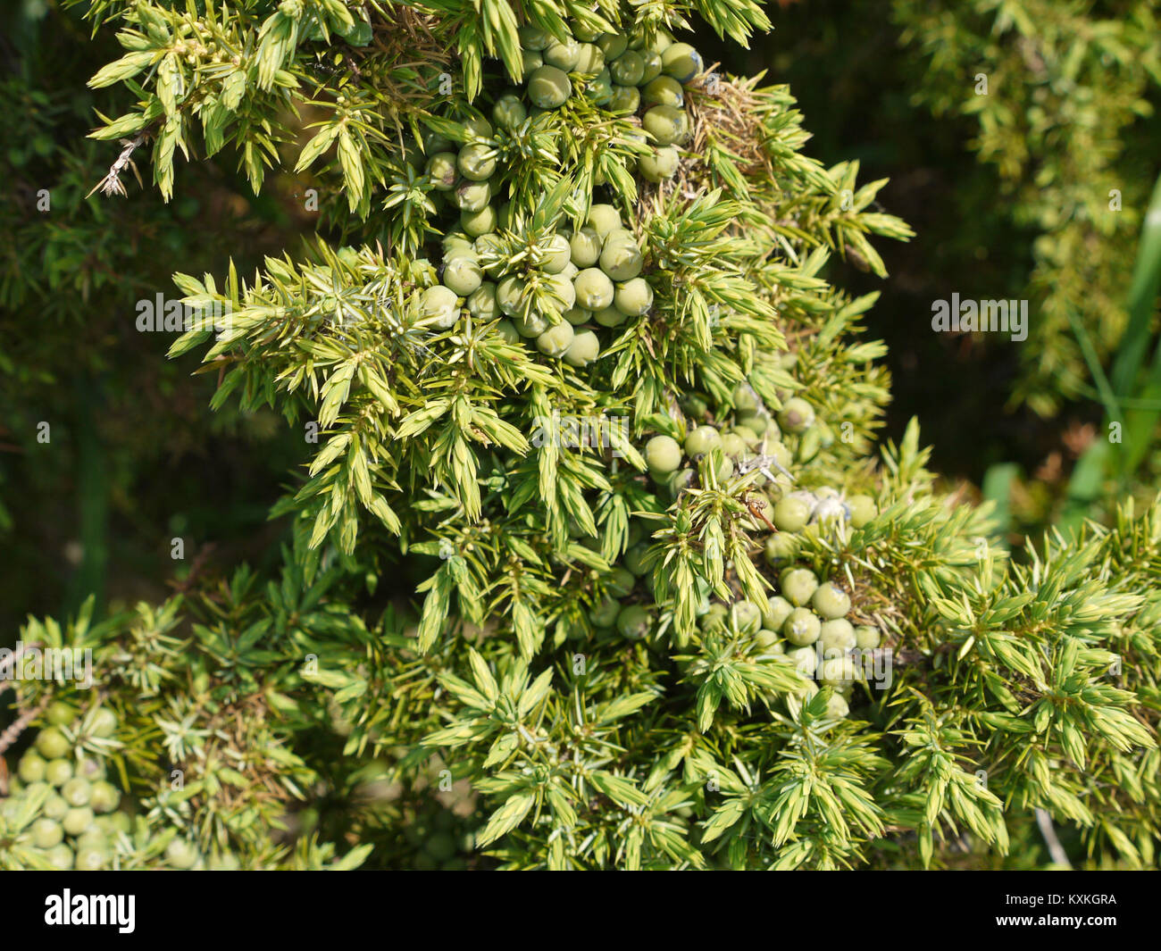 Juniper bush hi-res stock photography and images - Alamy