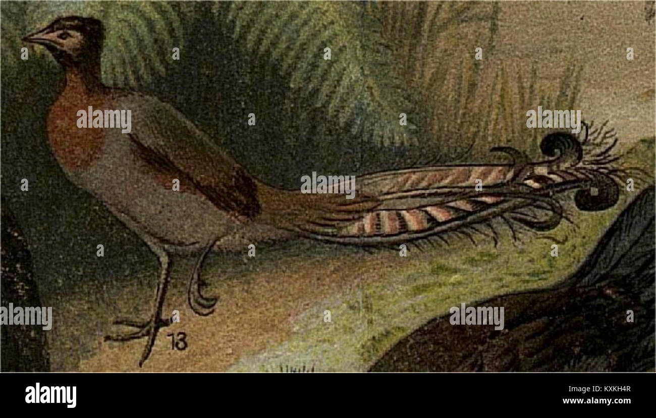 Australian lyrebird hi-res stock photography and images - Alamy