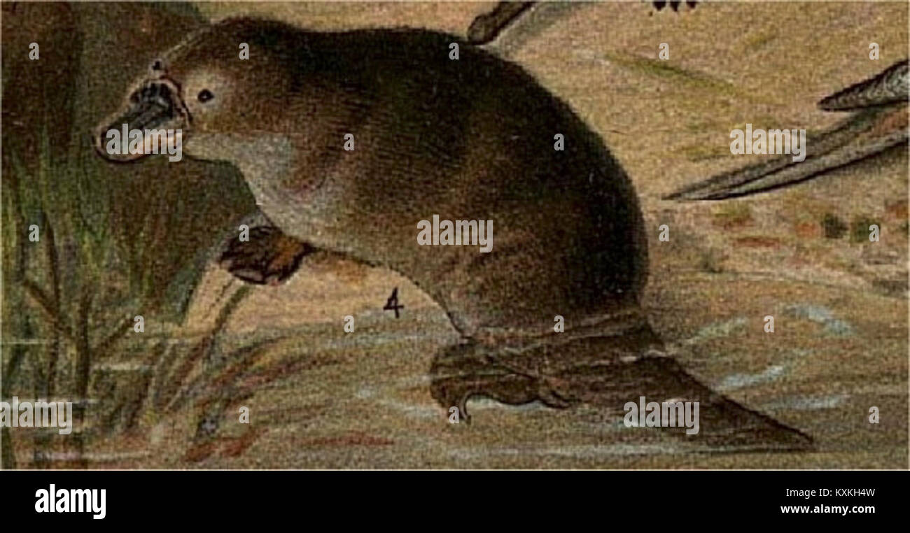 ‘Australisk fauna, Næbdyr’ (Australian fauna, Platypus) is an entry ...