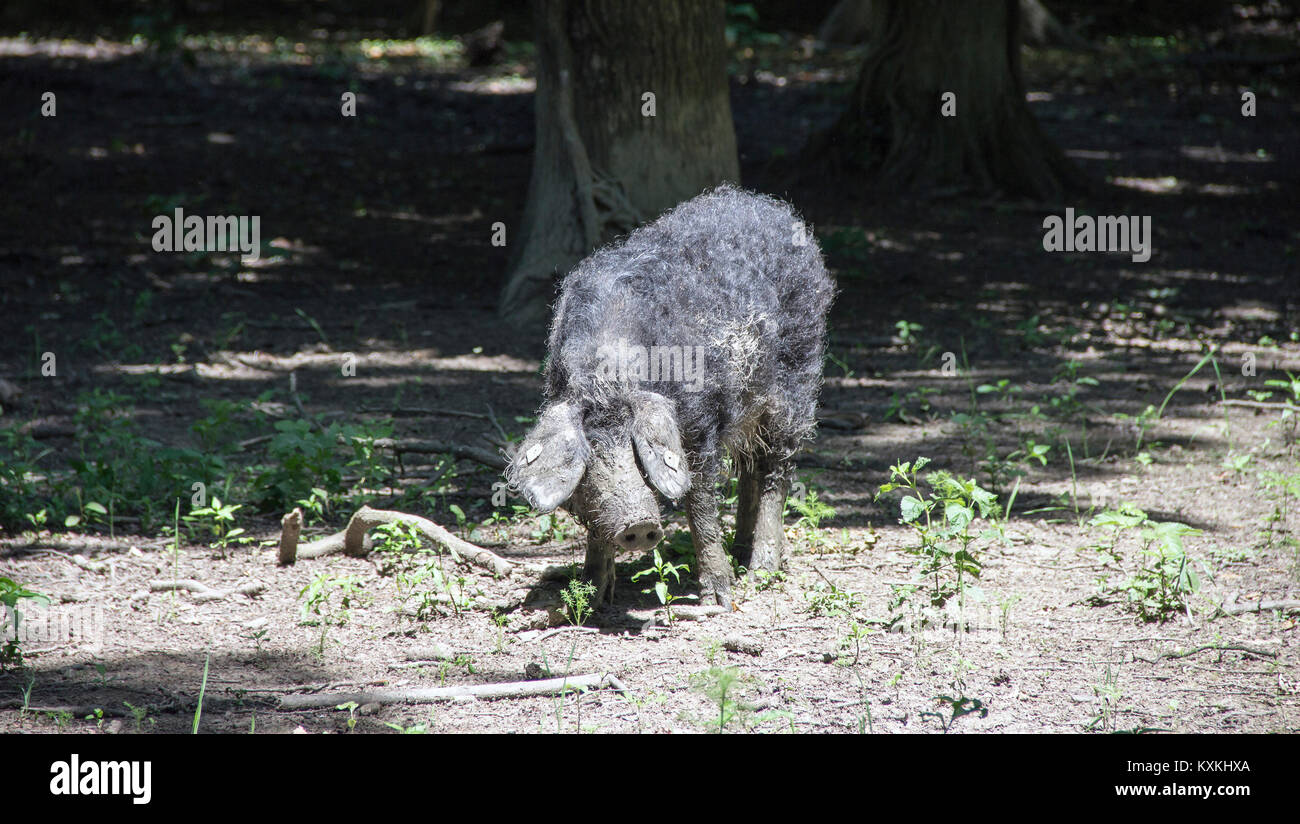 Countryside, Serbia - The Mangalica (Mangalitsa, Mangalitza) an old ...